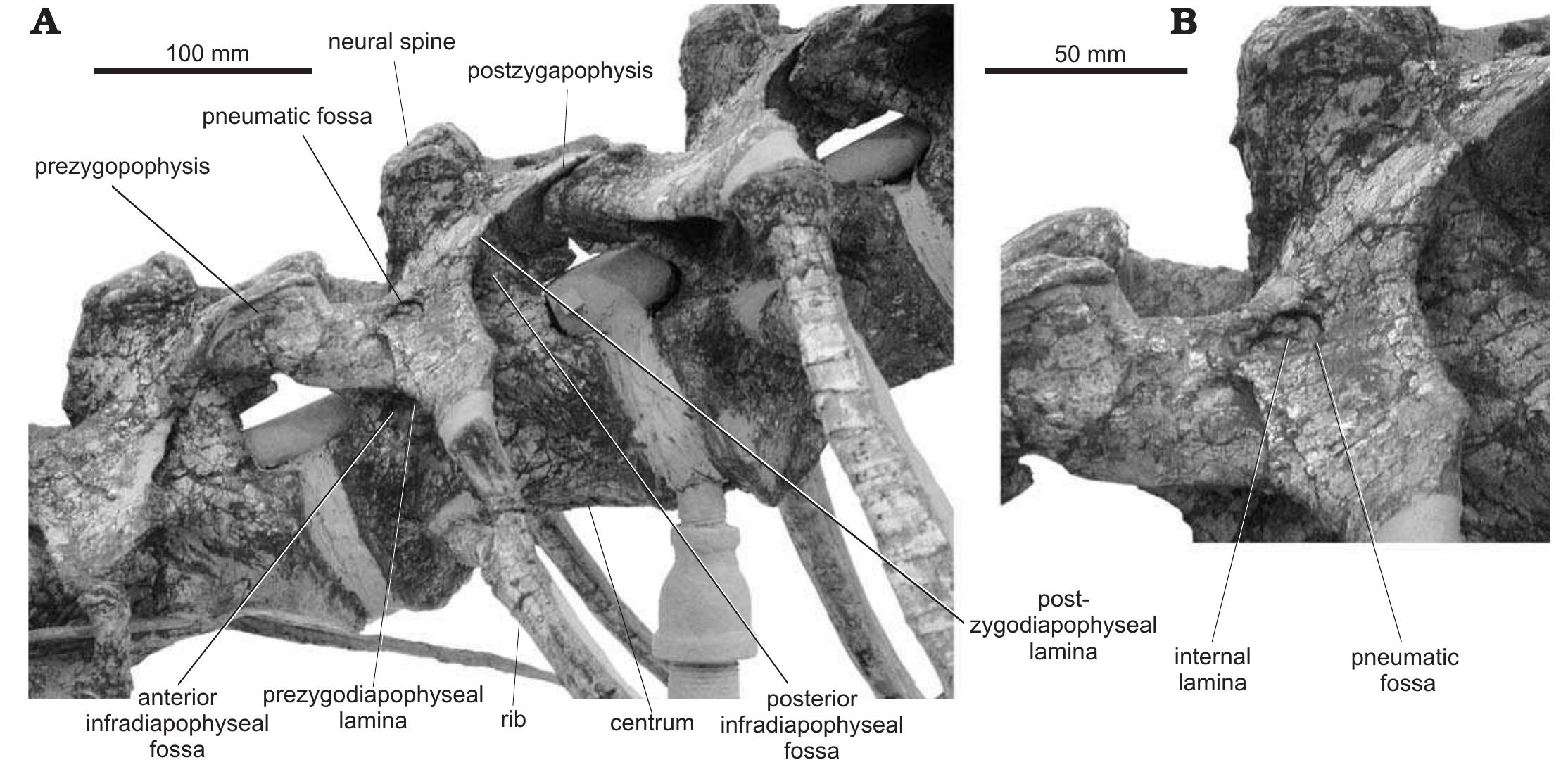 Cervico-dorsal transition of the vertebral column of the