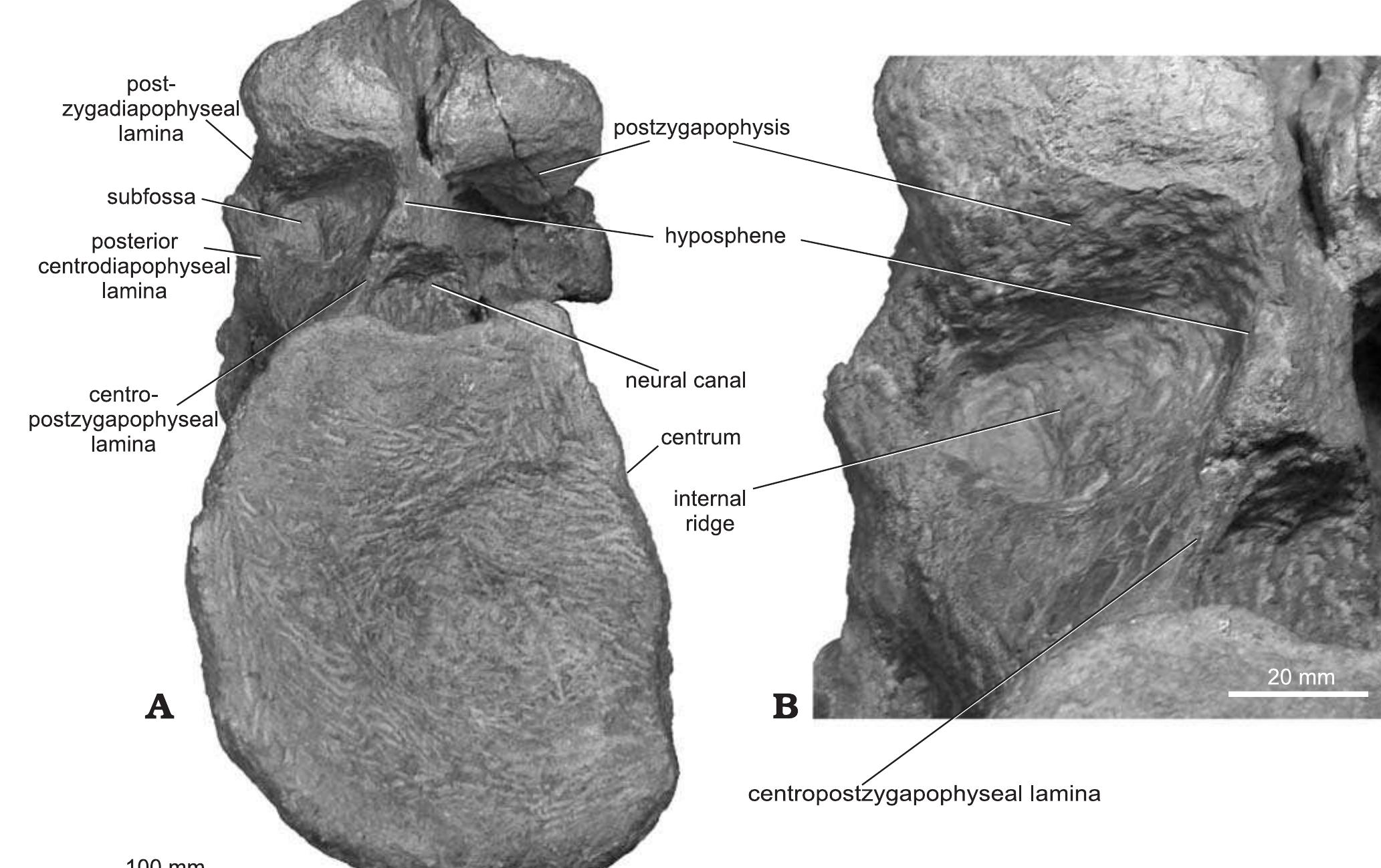 Ig. 11. posterior dorsal vertebra of the basal