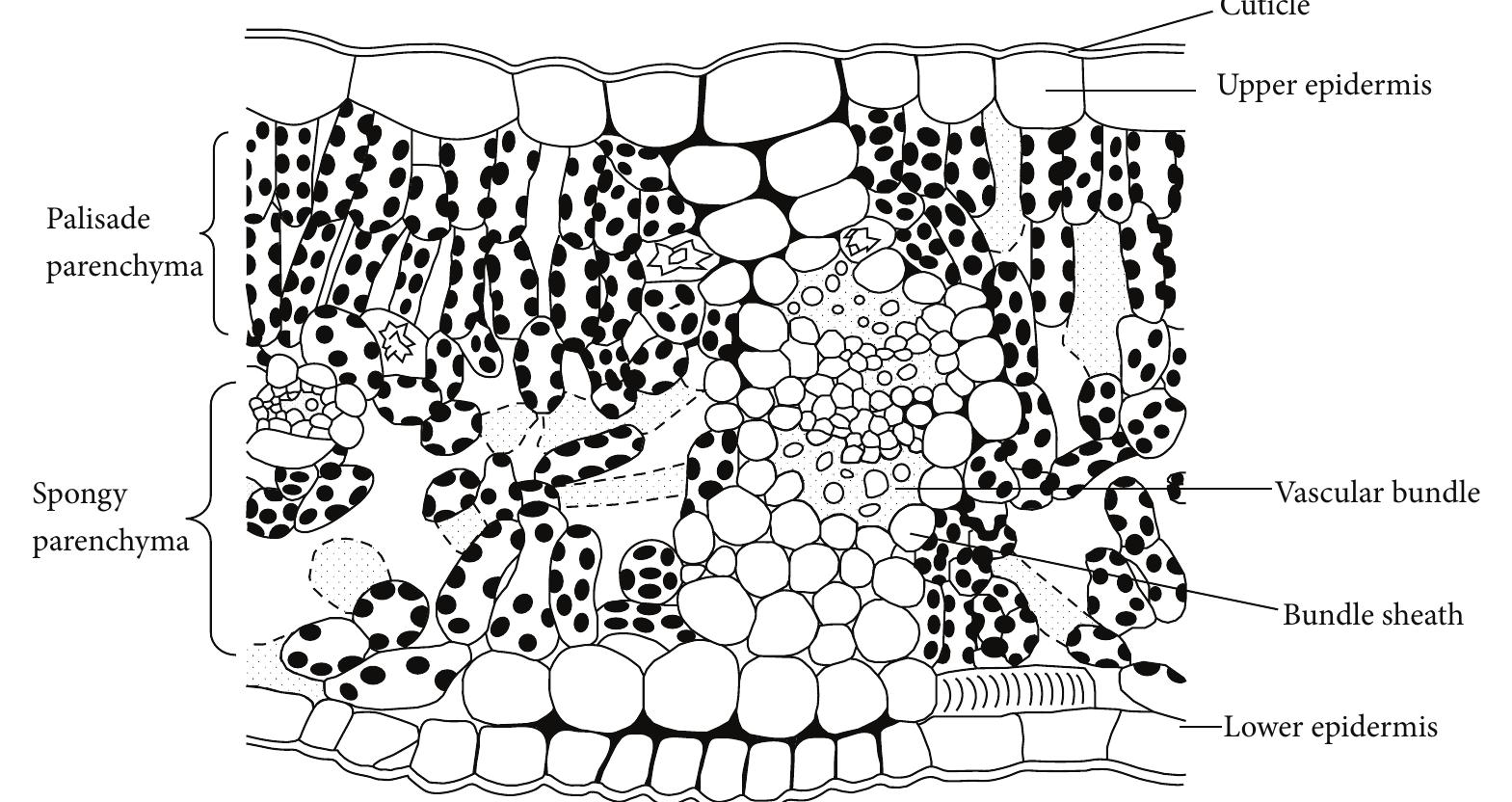 Ficure 1: typical anatomy of a leaf structure. a leaf