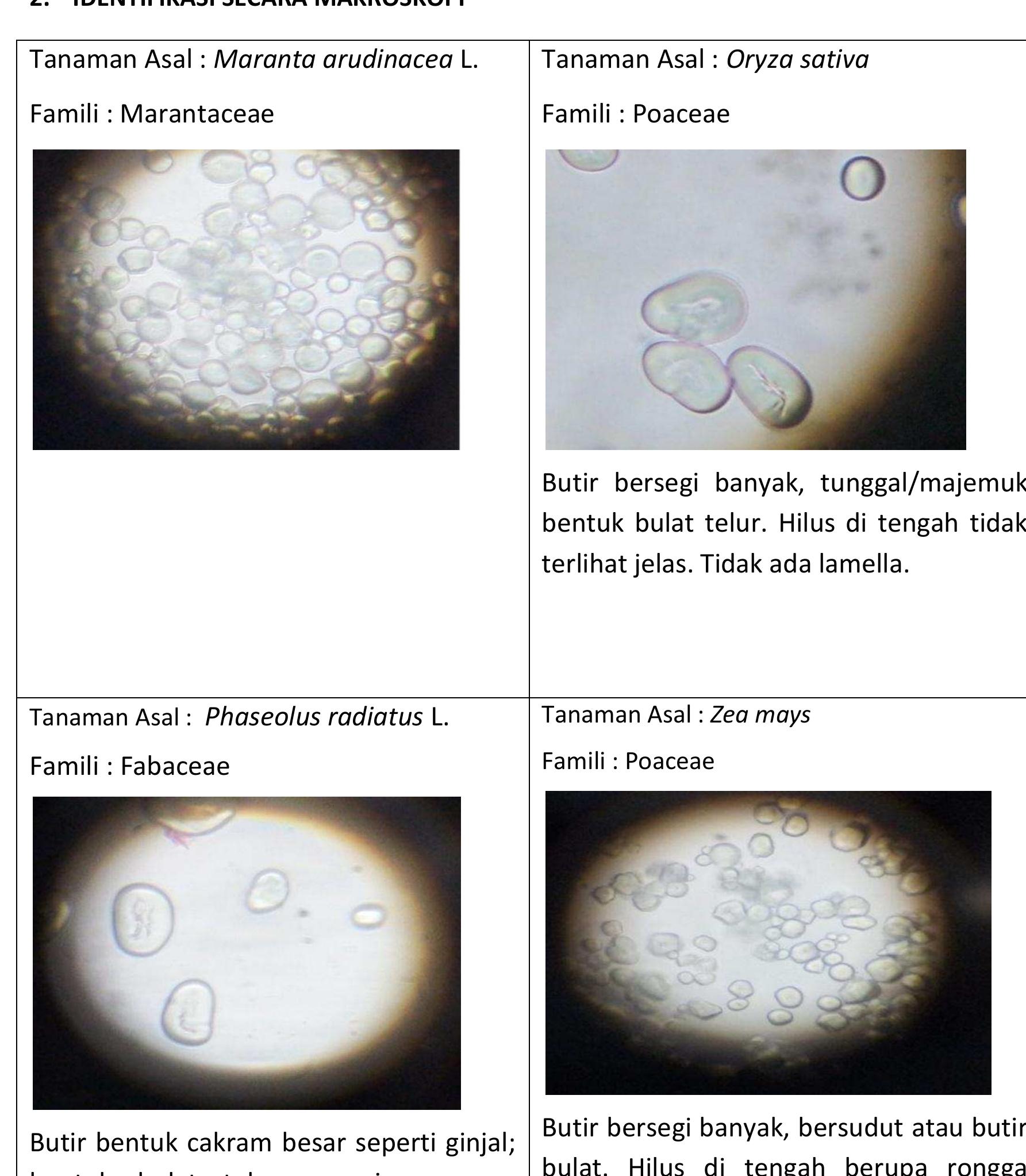 LAPORAN PRAKTIKUM FARMAKOGNOSI "IDENTIFIKASI AMILUM SECARA KIMIAWI DAN ...