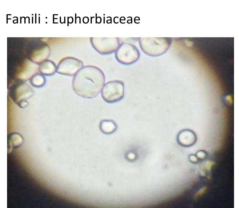 LAPORAN PRAKTIKUM FARMAKOGNOSI "IDENTIFIKASI AMILUM SECARA KIMIAWI DAN ...
