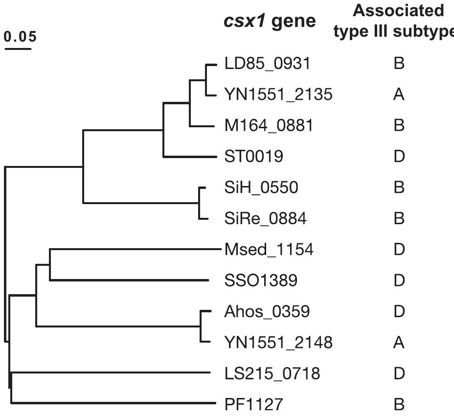 Phylogenetic tree of all csx1 protein sequences encoded in
