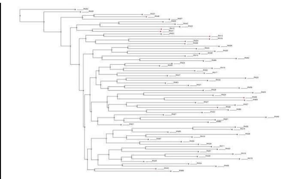 Phylogenetic tree (n=66) haplogroup r-p312 derived mutation