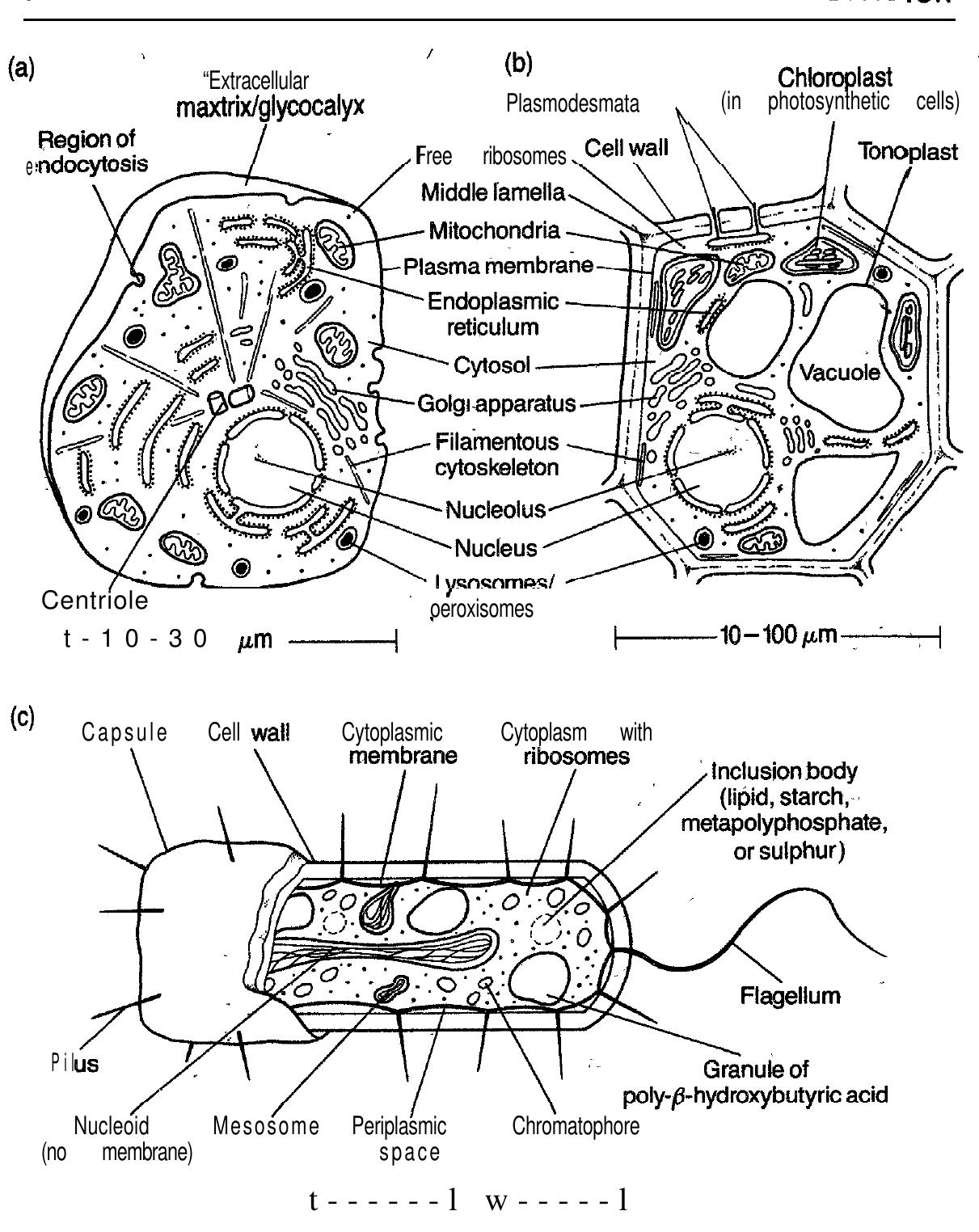 A & b. generalized eukaryotic structure (a) of animal cell