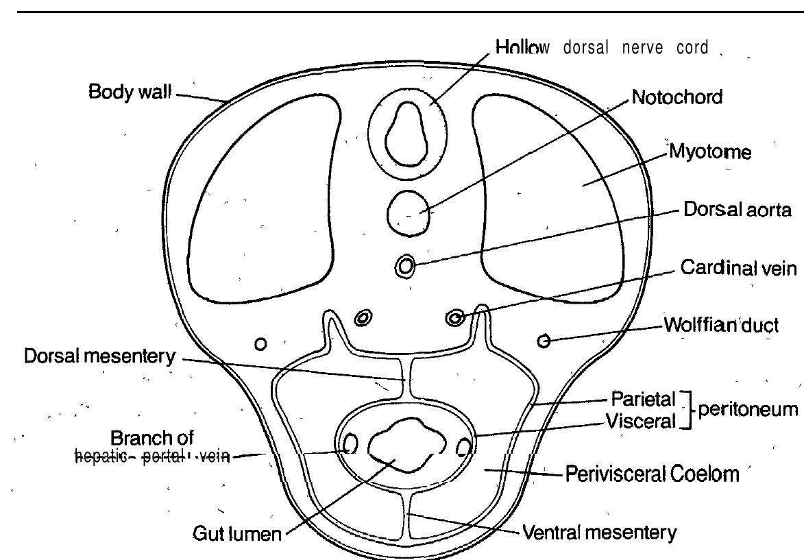 , transverse section through embryonic vertebrate,