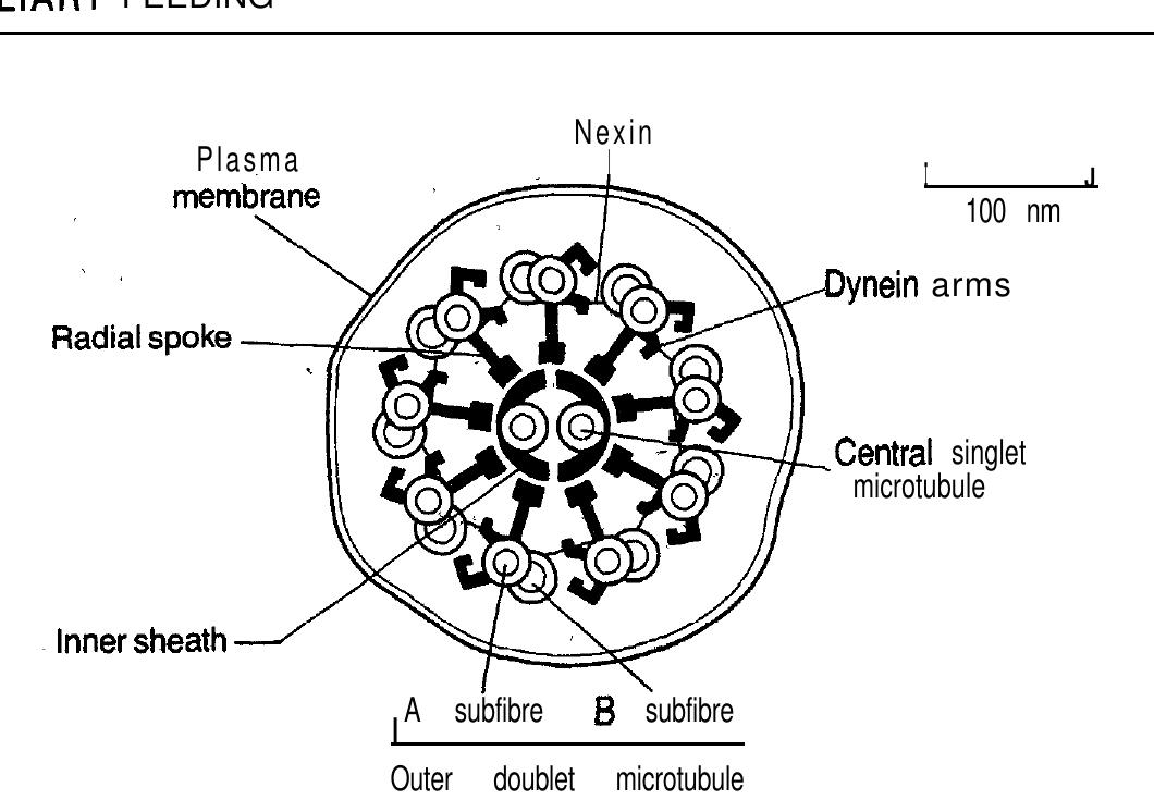 Diagram of a cilium or flagellum in cross-section, as wee l