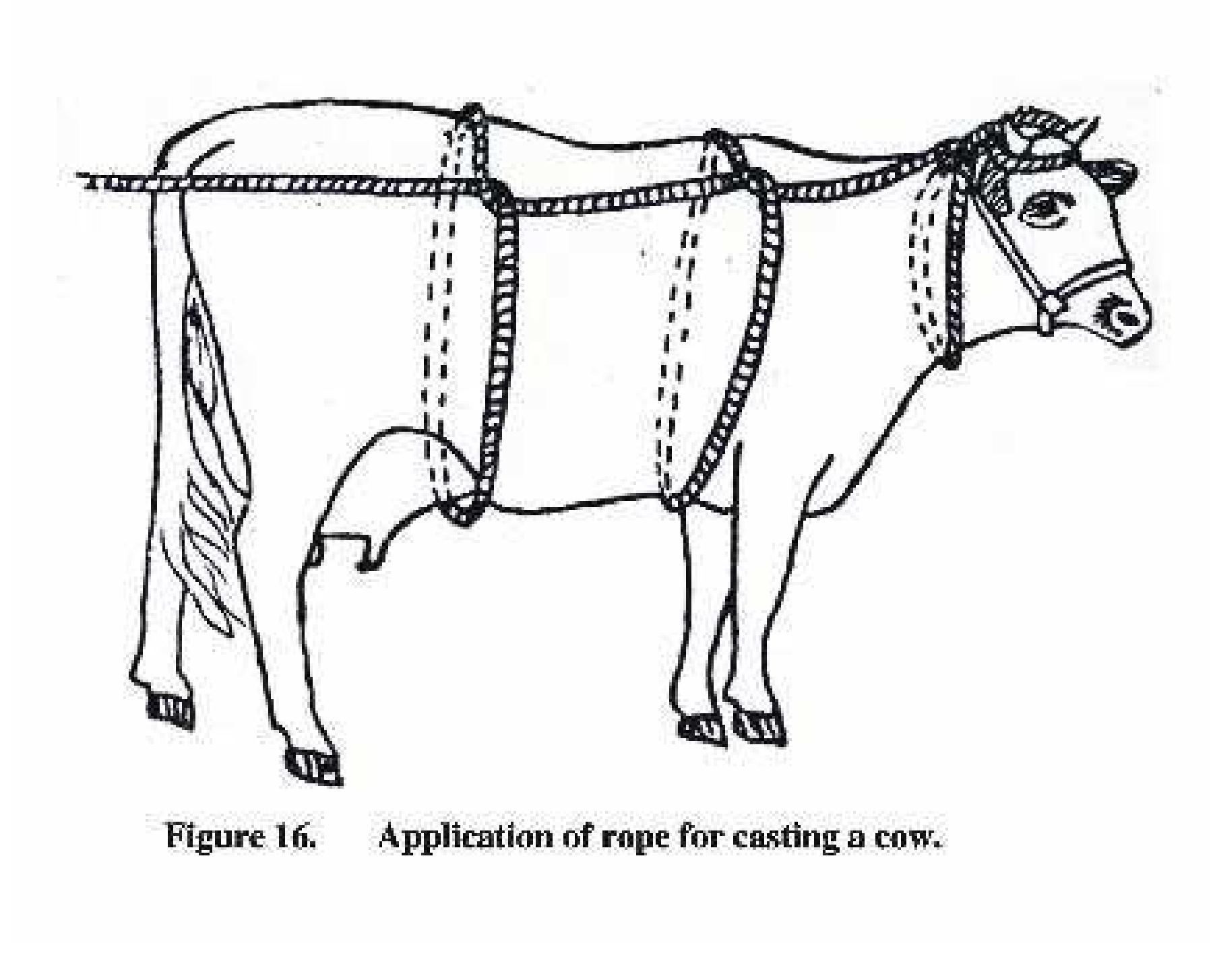 A running noose is made at one end of a 10 meter long rope