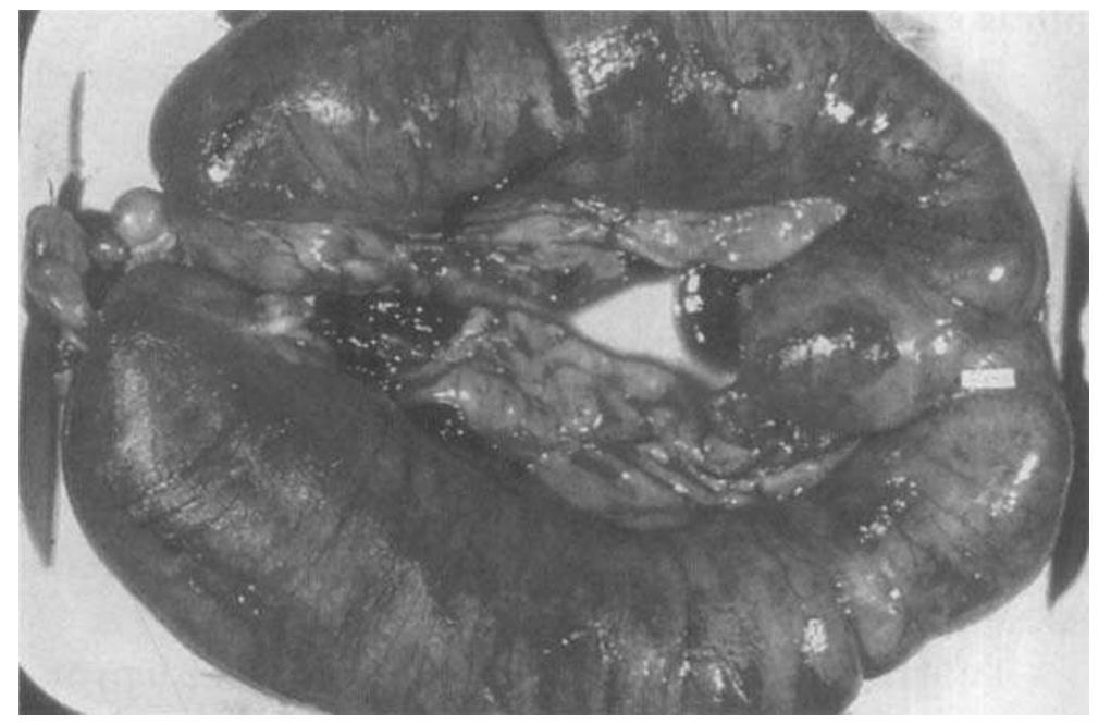 -1. distended uterus from a dog with closed cervix pyometra.