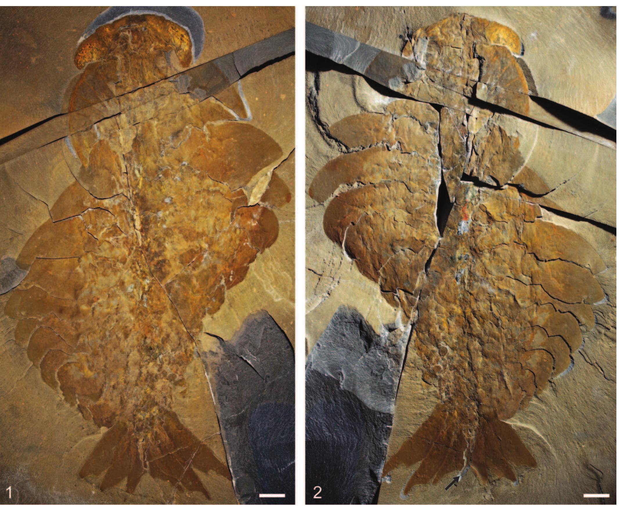 —ventral view of anomalocaris canadensis in preservational