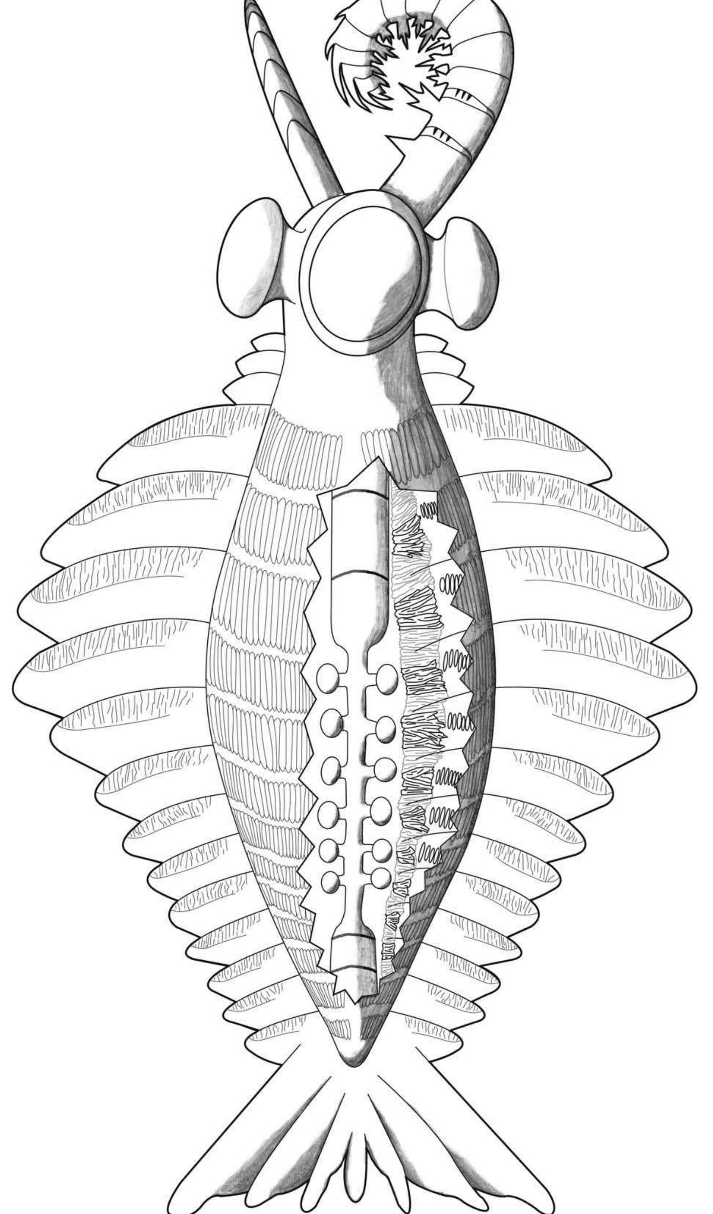(PDF) Morphology of Anomalocaris canadensis from the Burgess Shale
