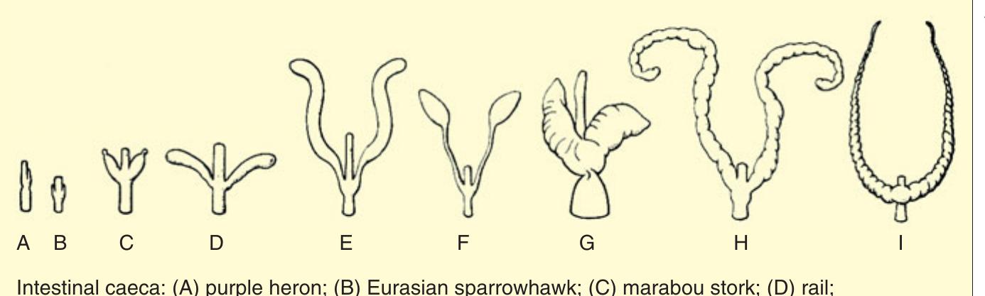 224 caecae in birds (224) aid digestion of plant foods. they