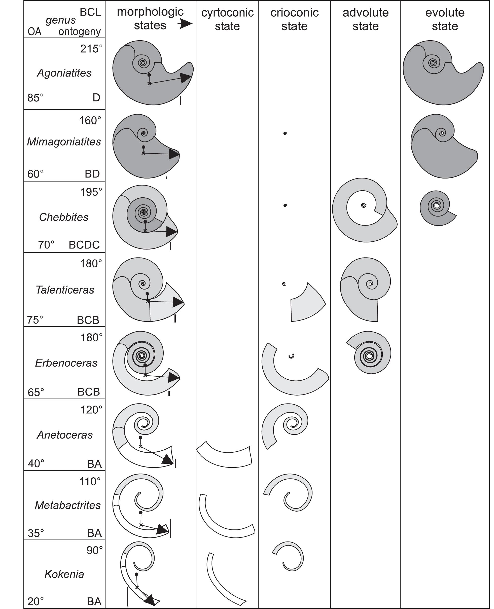 Transformations in conch morphology of eight primitive