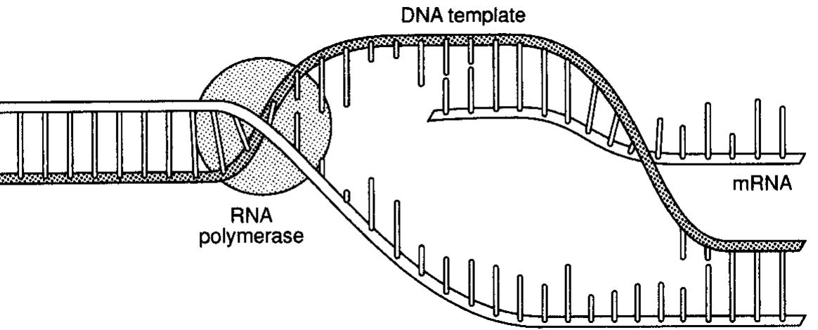 The synthesis of mrna using a strand of dna as a template.