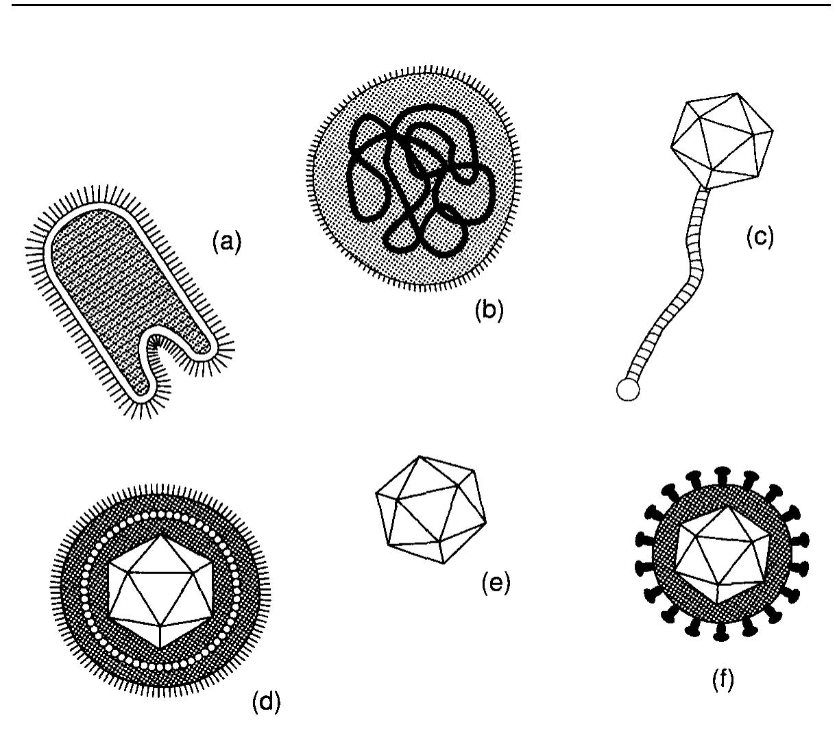 An array of viruses. (a) the helical virus of rabies. (b)