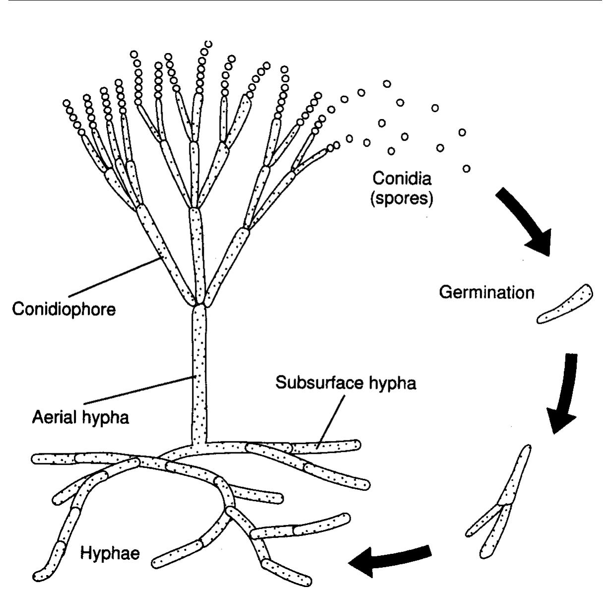 The microscopic structures of a septate fungus showing