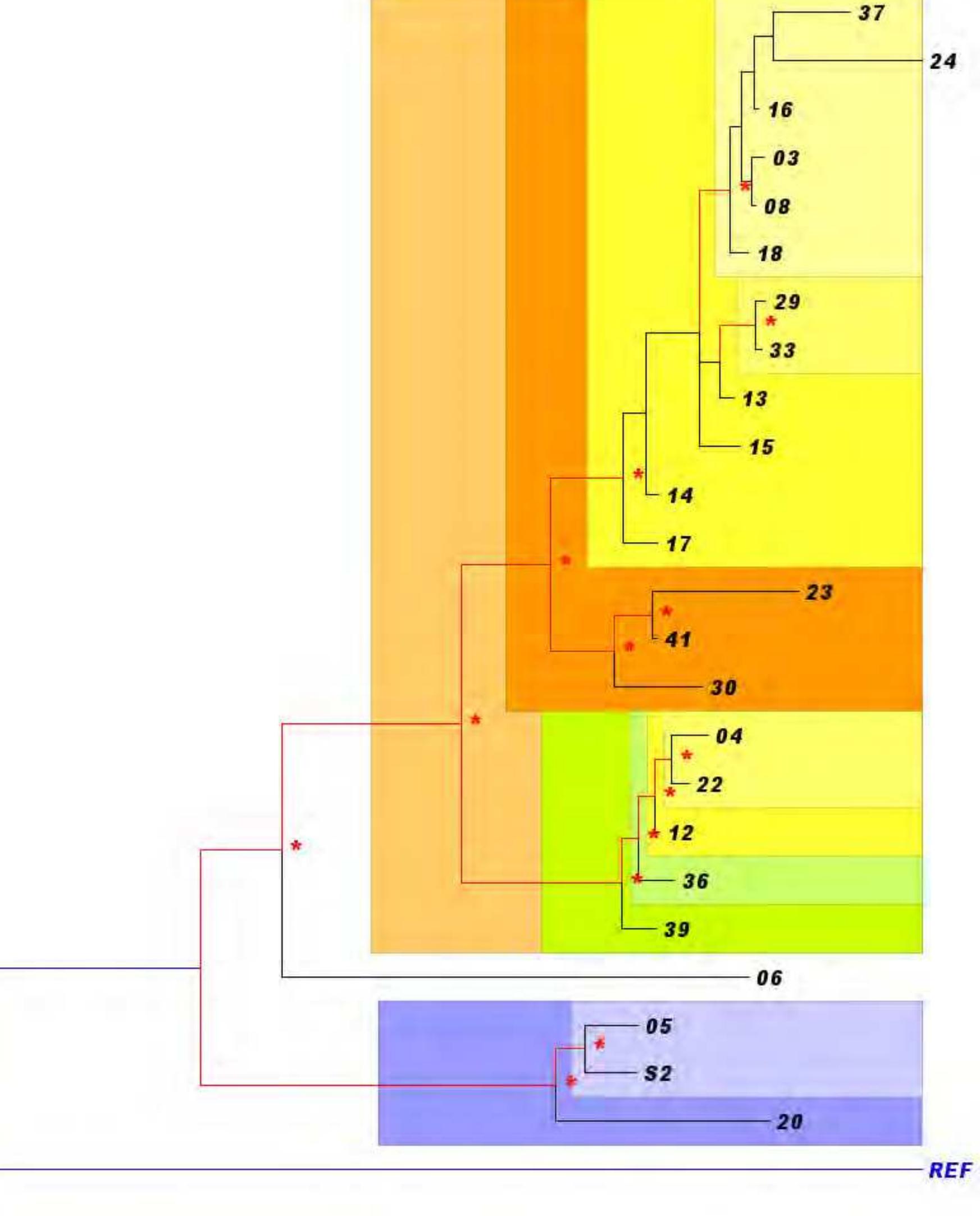 Phylogram of the 24 mitogenomes and reference sequence based