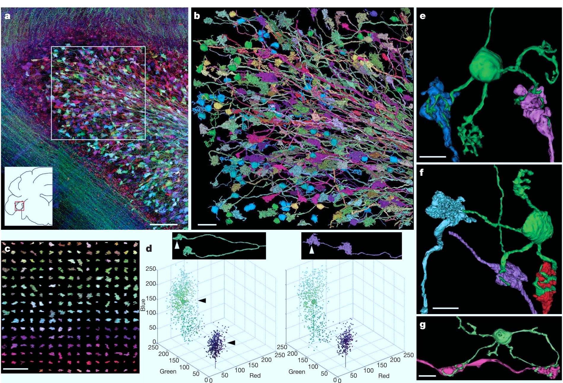 | cerebellar circuit tracing and colour analysis. a,