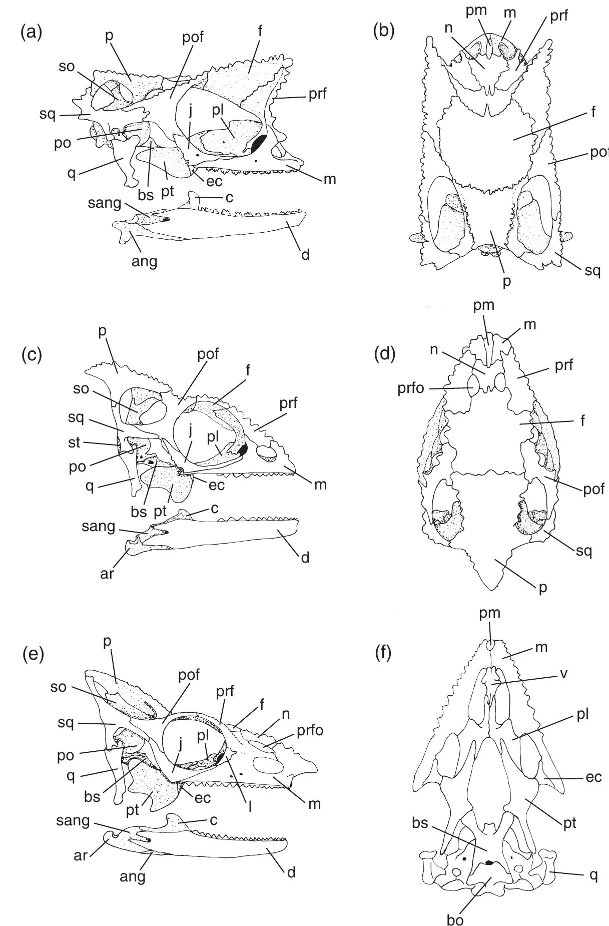 Figure 1 - Chameleon anatomy
