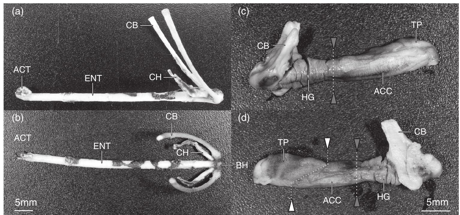 2. skeletal and muscular components of the chameleon tongue