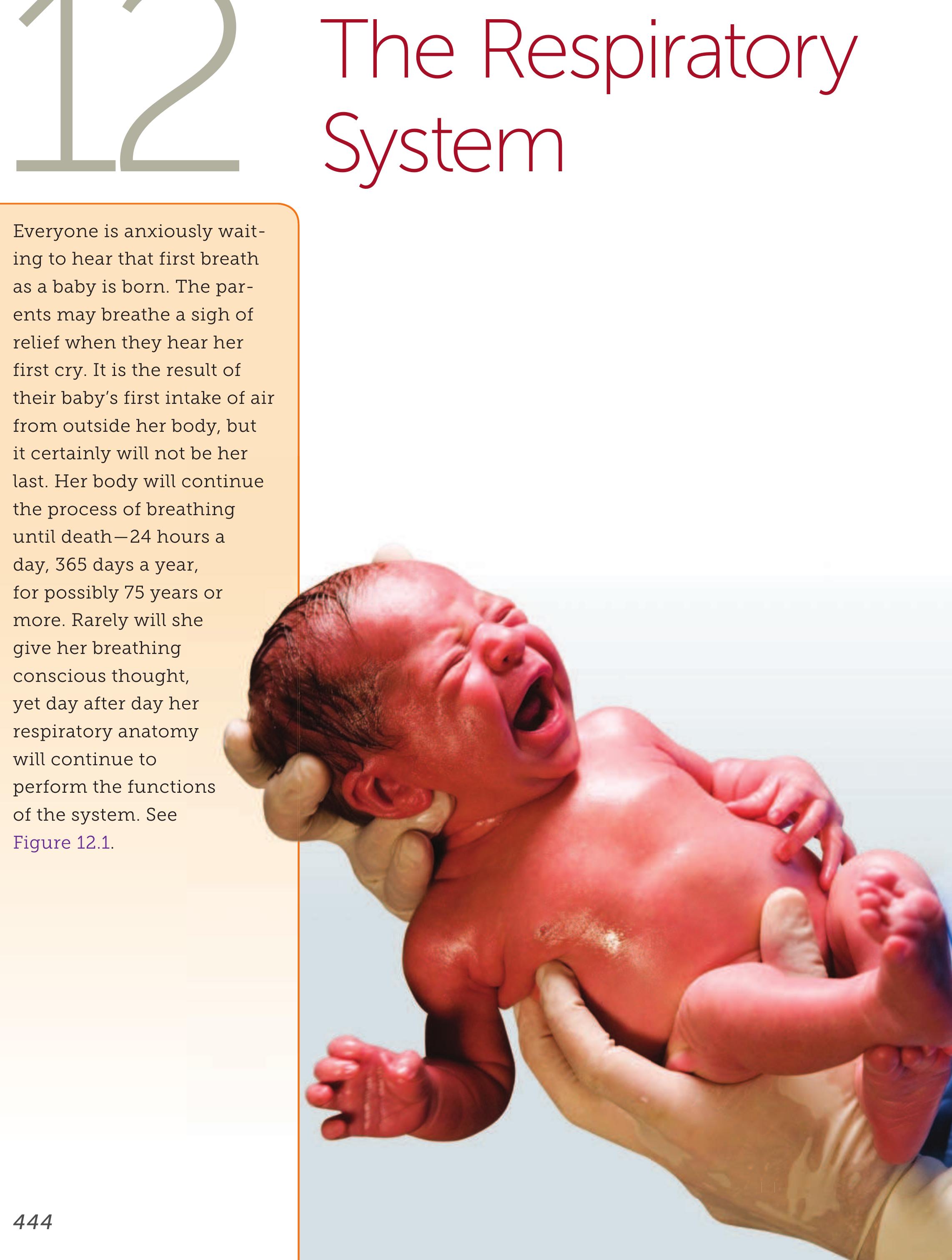 Figure 1 - Anatomy of the respiratory system