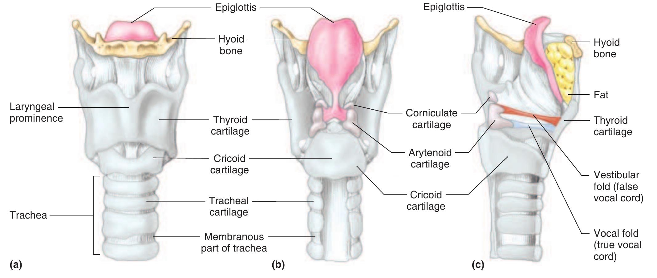5 the larynx: (a) anterior view, (lb) posterior view, (c)