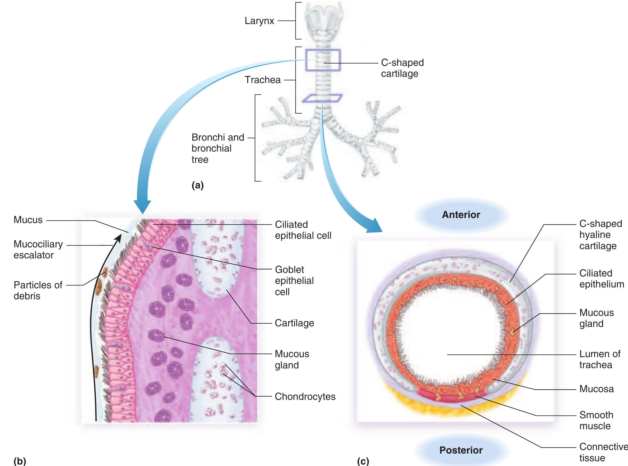 (PDF) Anatomy of the respiratory system