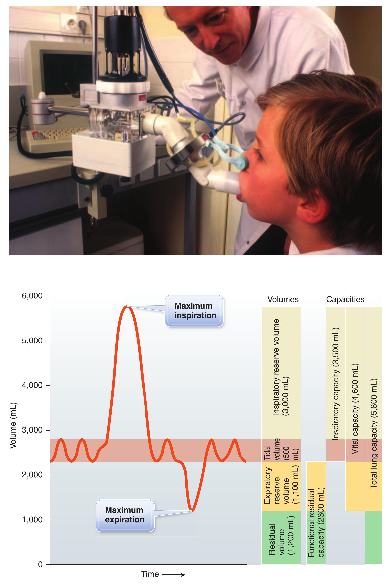 (PDF) Anatomy of the respiratory system