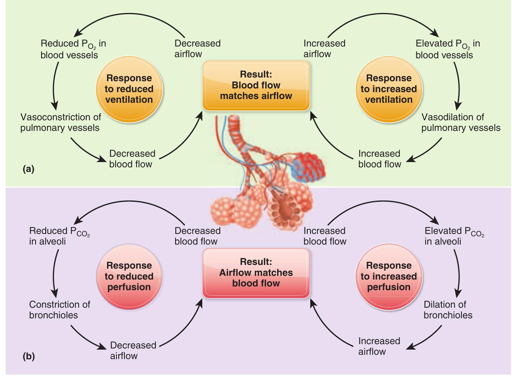 22 ventilation-perfusion coupling: (a) perfusion adjusted to