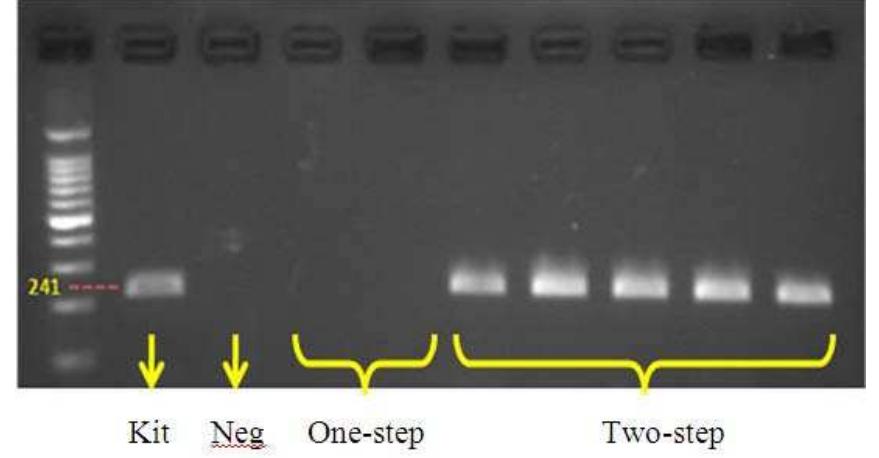 Condition, at 4°c and applied in pcr assay. the good pcr