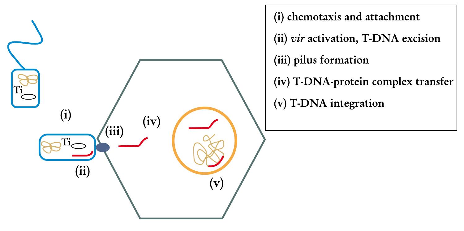 5. major phases of the natural gene transfer process by
