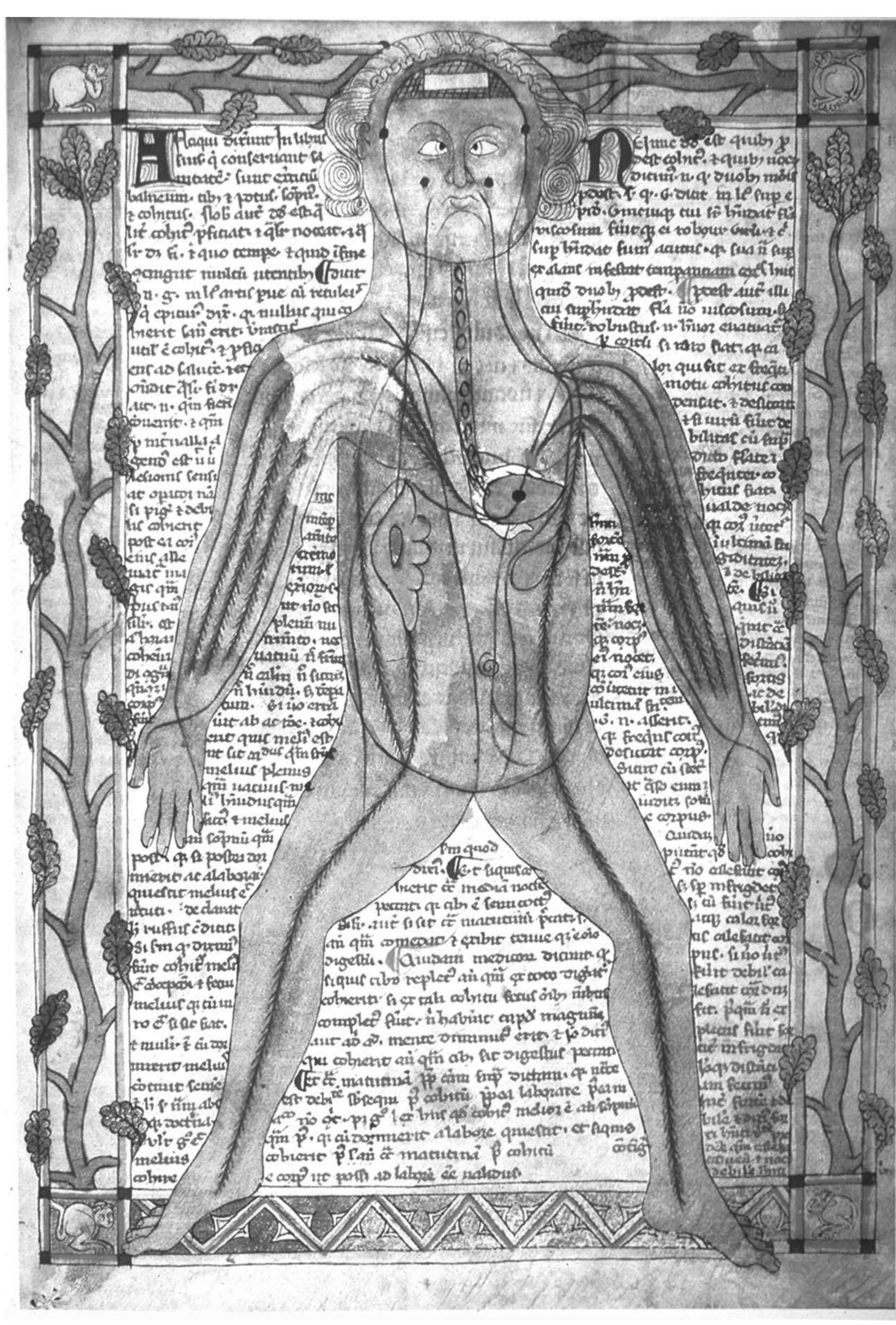 Medieval anatomical drawing of circulatory system.