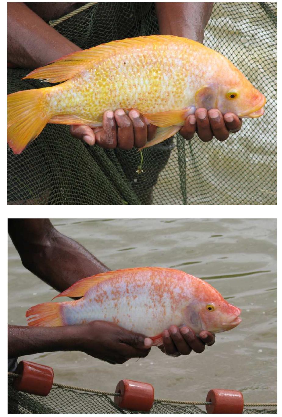 Red tilapia hybrids were introduced to trinidad from jamaica