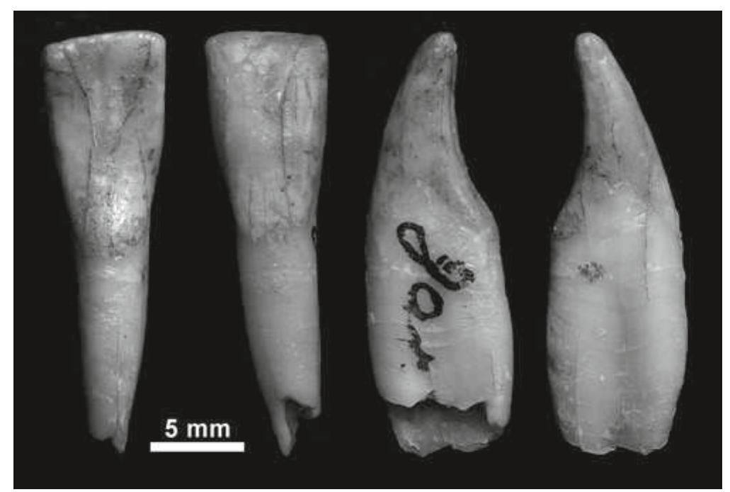 5 mb ma. 8294, left i, of australopithecus afarensis. from