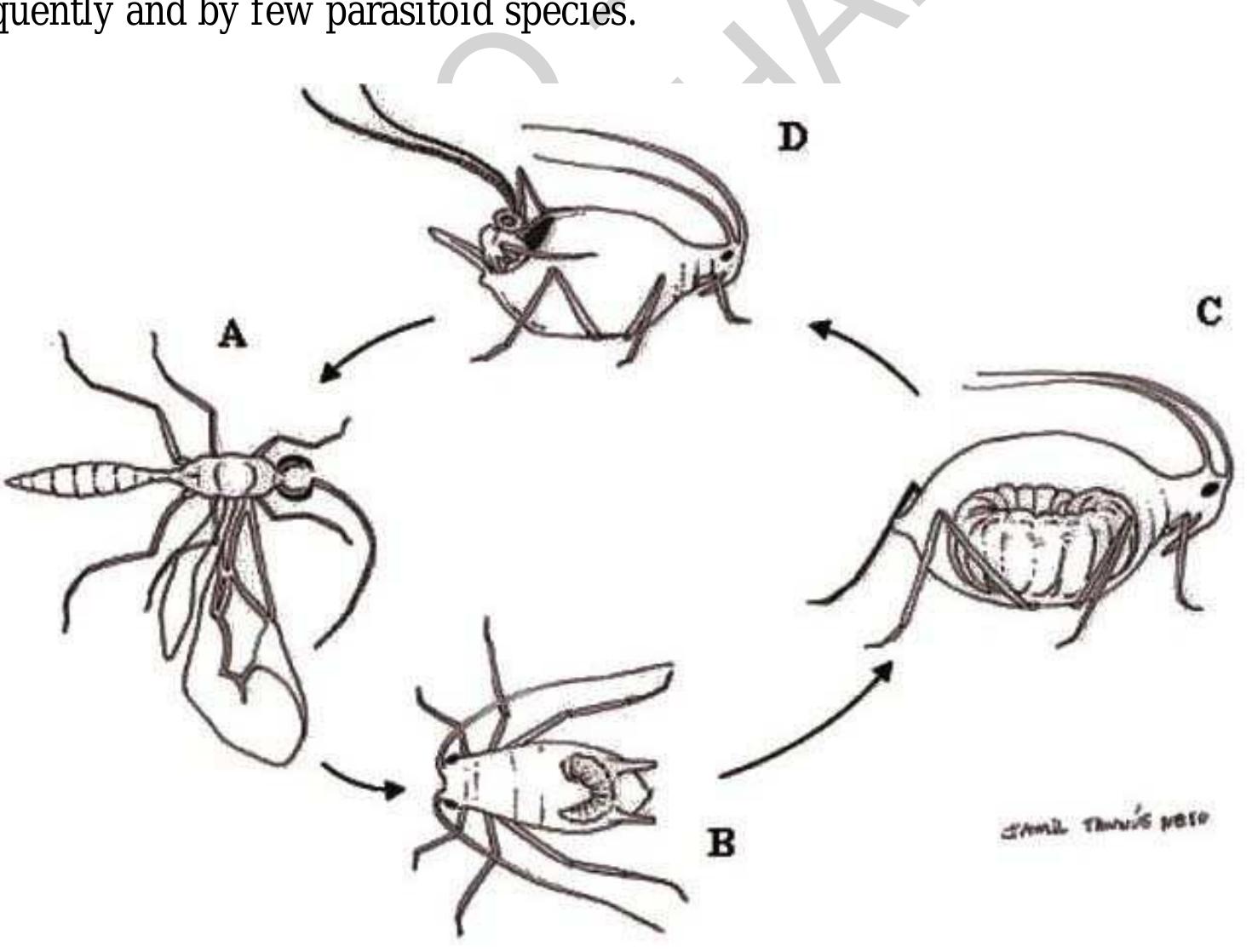 Life cycle of a parasitoid wasp. a - the female wasp