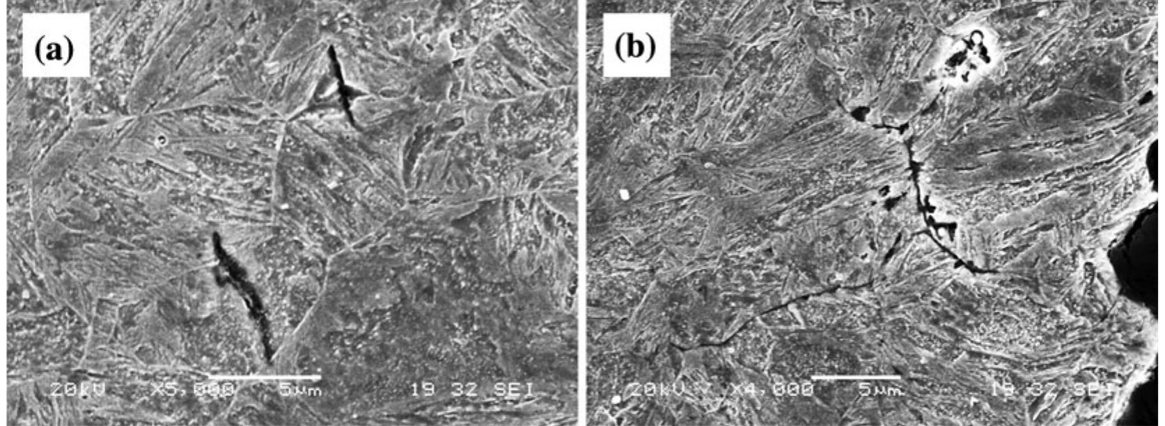 —micrographs showing the longitudinal section of