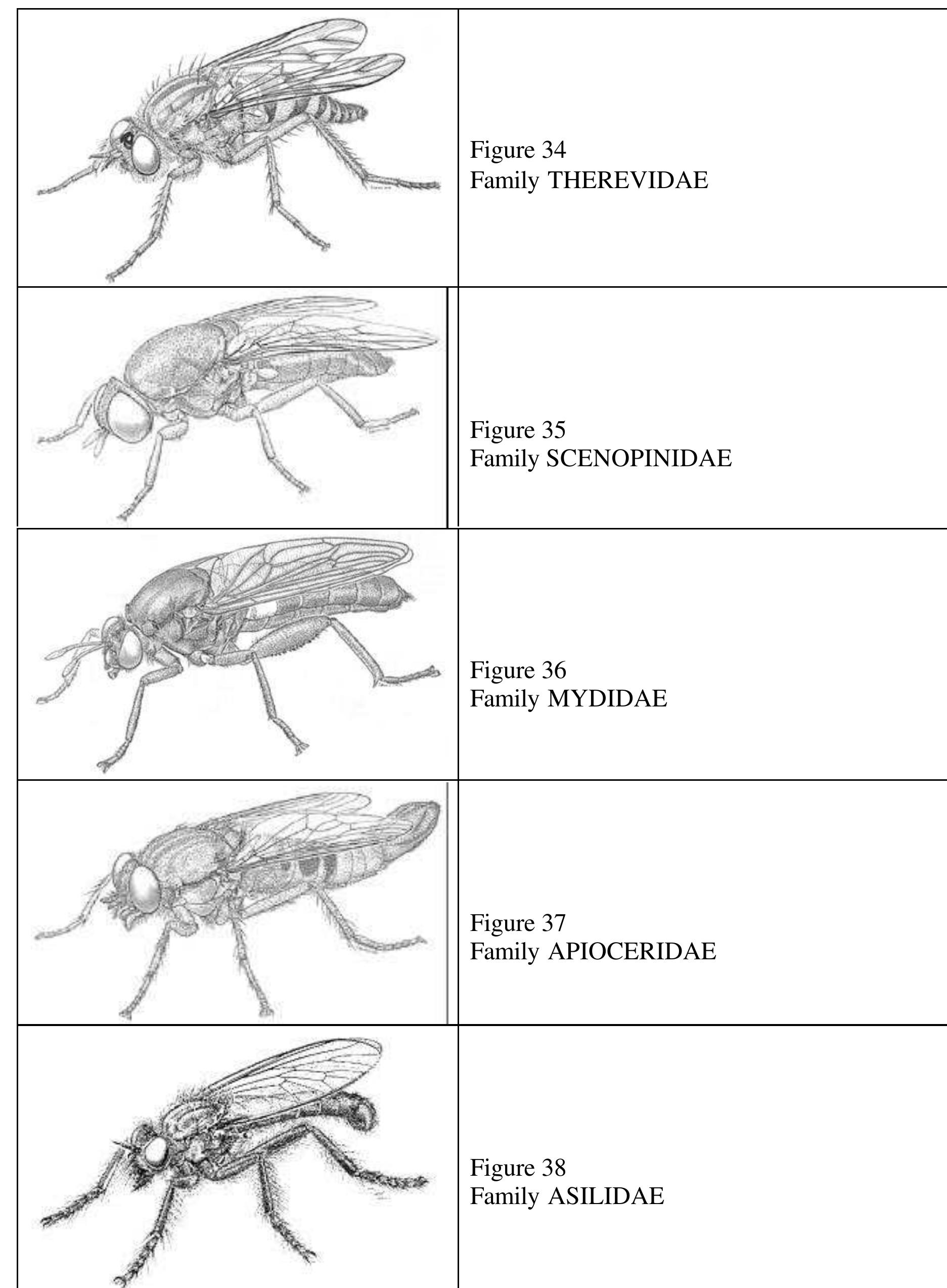 Figure 7 - Claves taxonomicas de identificacion de las