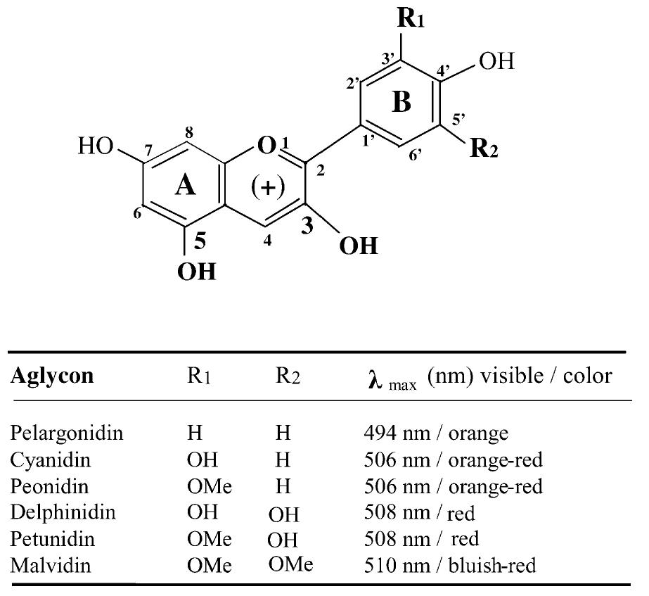 Anthocyanidins more commonly found in nature. the sugar
