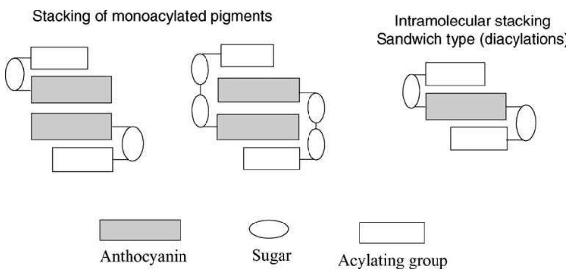 Stabilization mechanisms of acylated anthocyanins— proposed