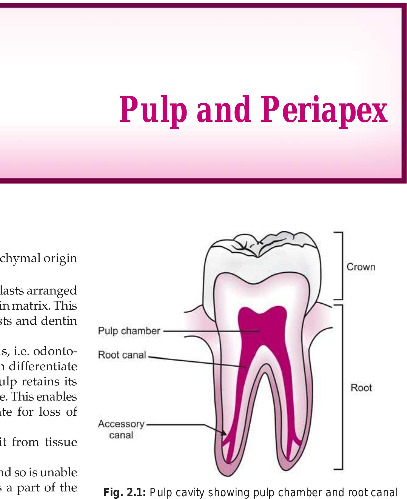 In the anterior teeth, the pulp chamber gradually merges