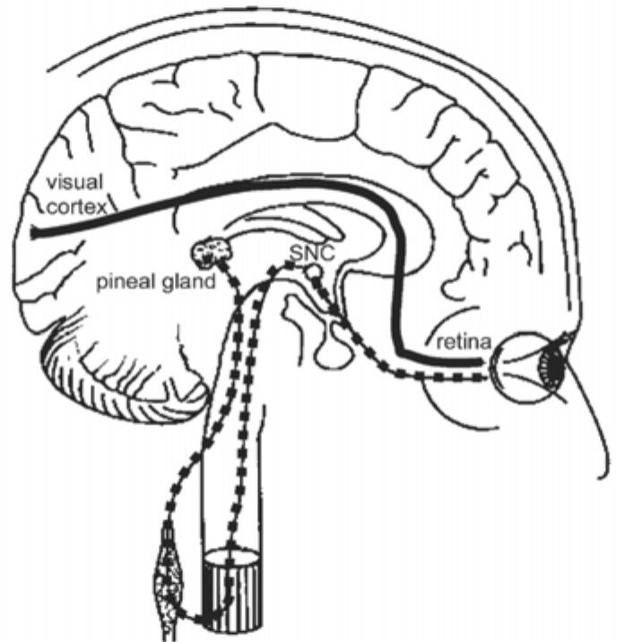 Visual and biological pathways from the eye to the brain