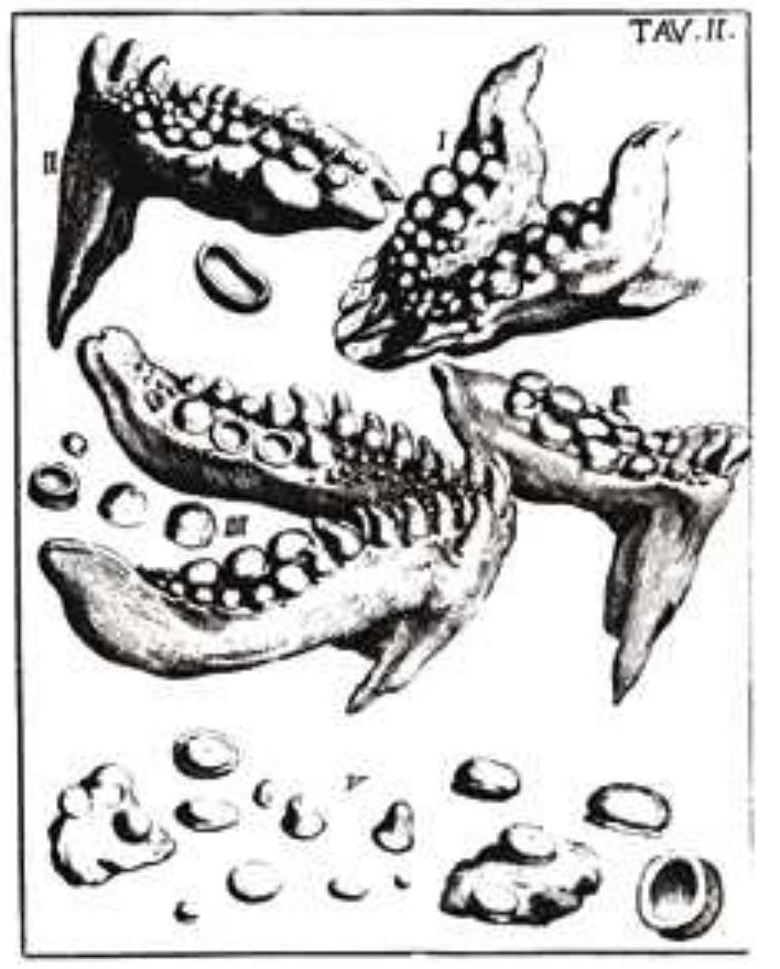 (PDF) The Toad Stone – a rather unlikely gem