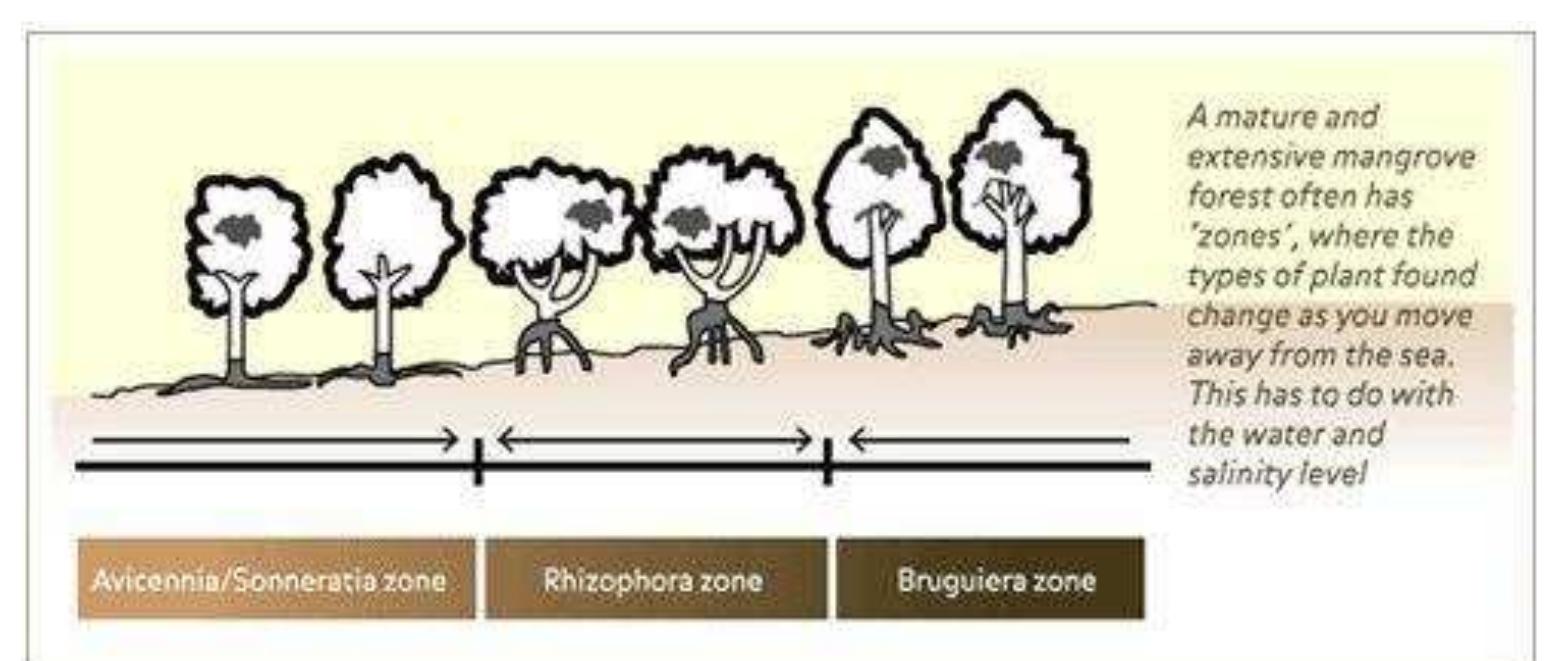 Mangrove forest zone (source: mangrove zone) products and