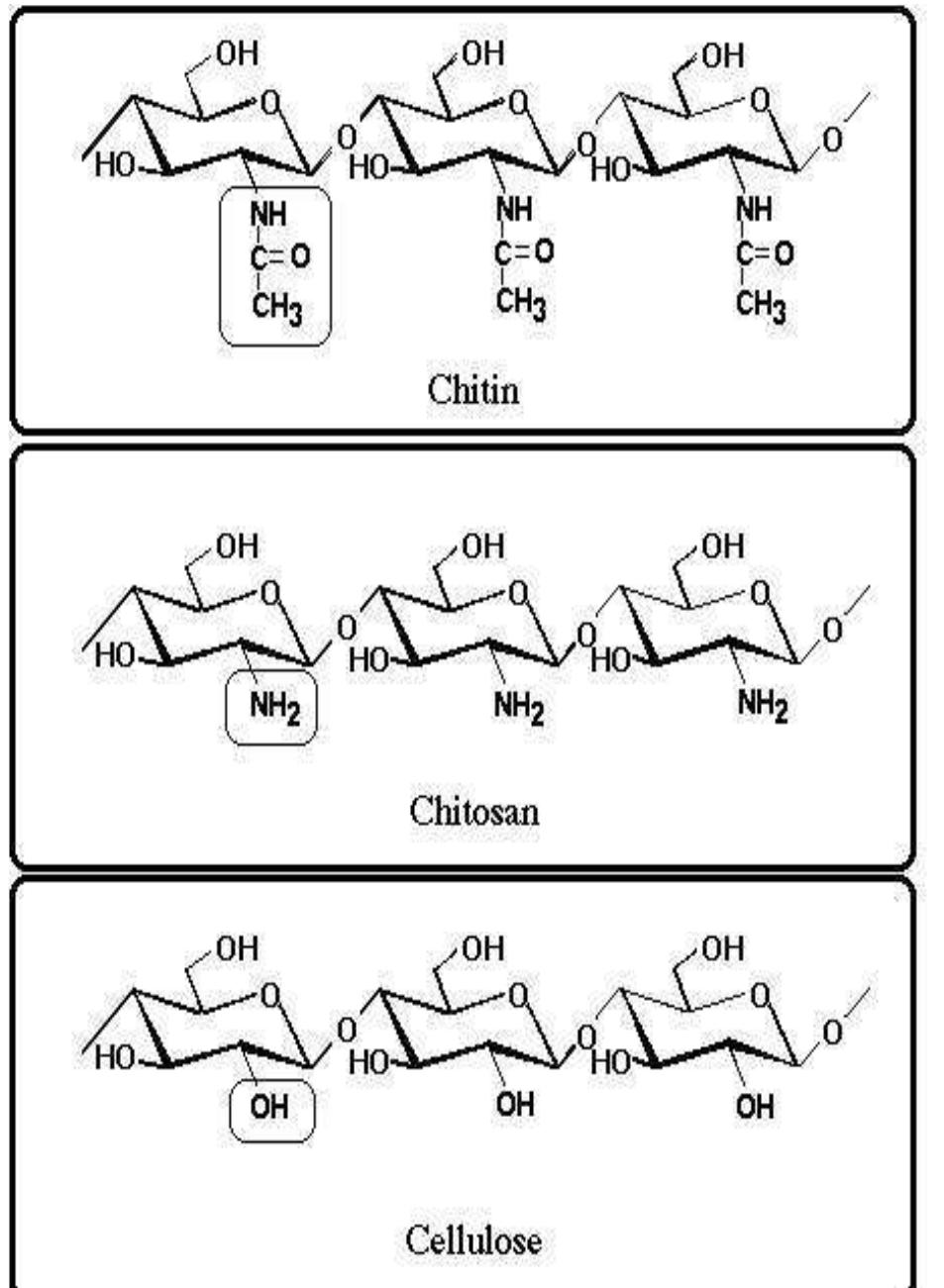 Structure of chitin, chitosan and cellulose
