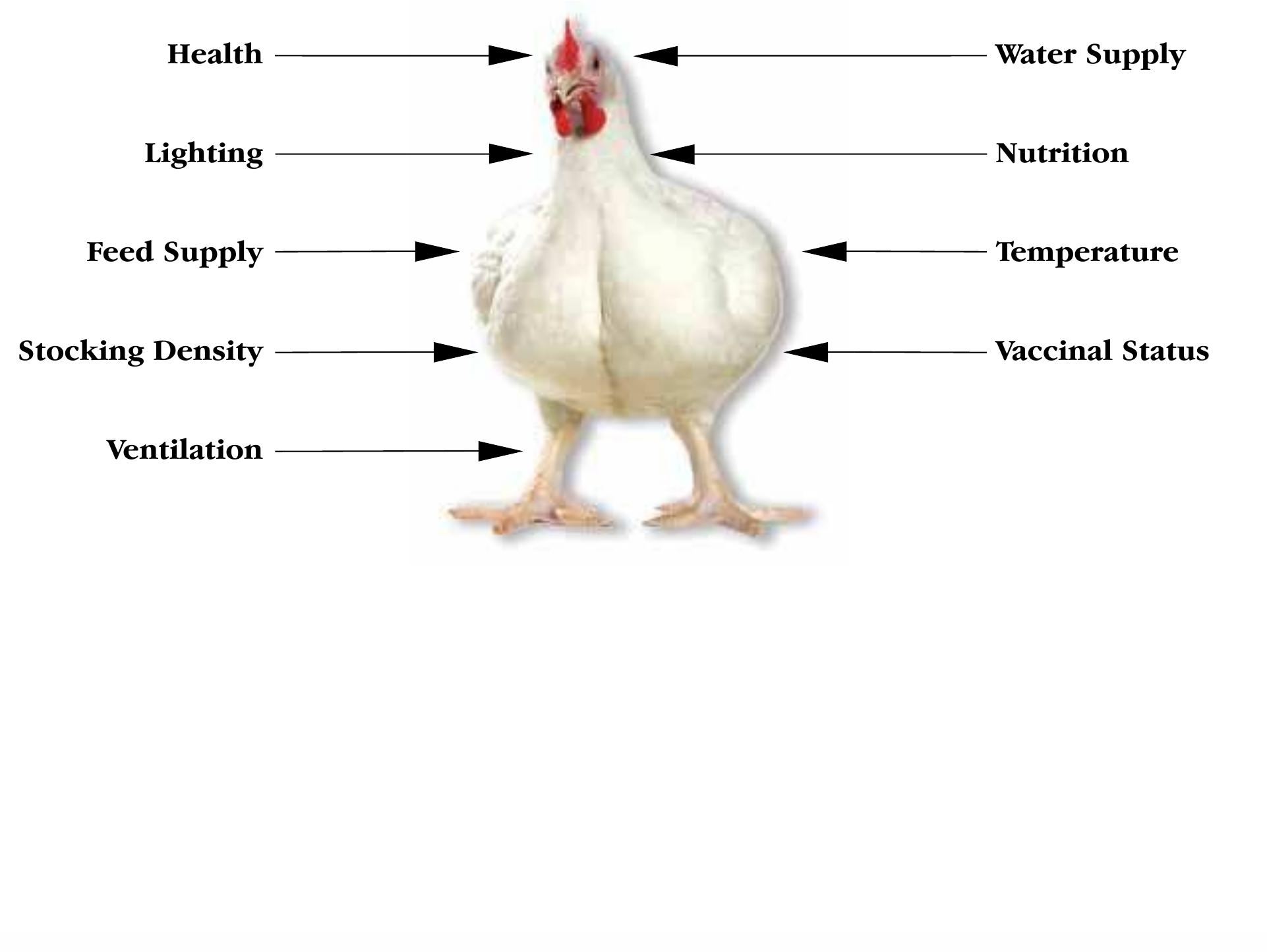 Limits to broiler growth and quality
