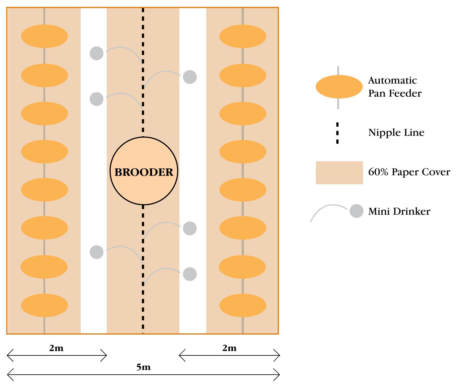 Typical spot brooding layout (1,000 chicks) the layout for a