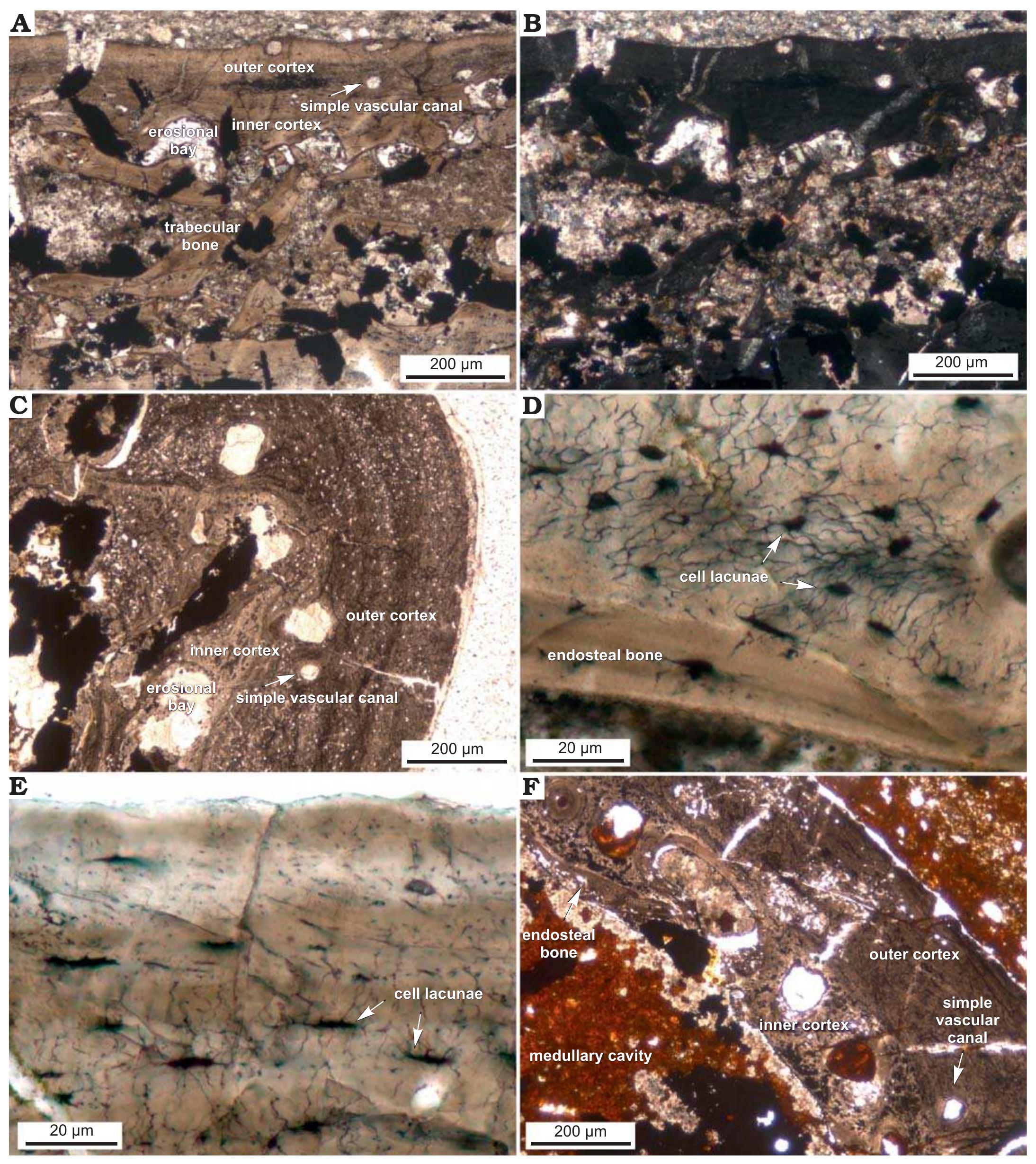 Details of dorsal rib microstructure of the ichthyopterygian