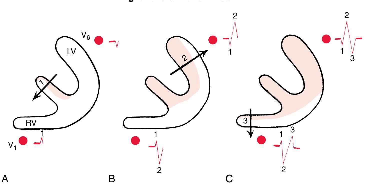 -1. step-by-step sequence of ventricular depolarization in