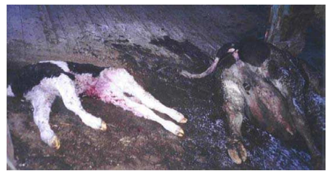 Photo: defending farm animals, inc. figure 6-2. dairy cow