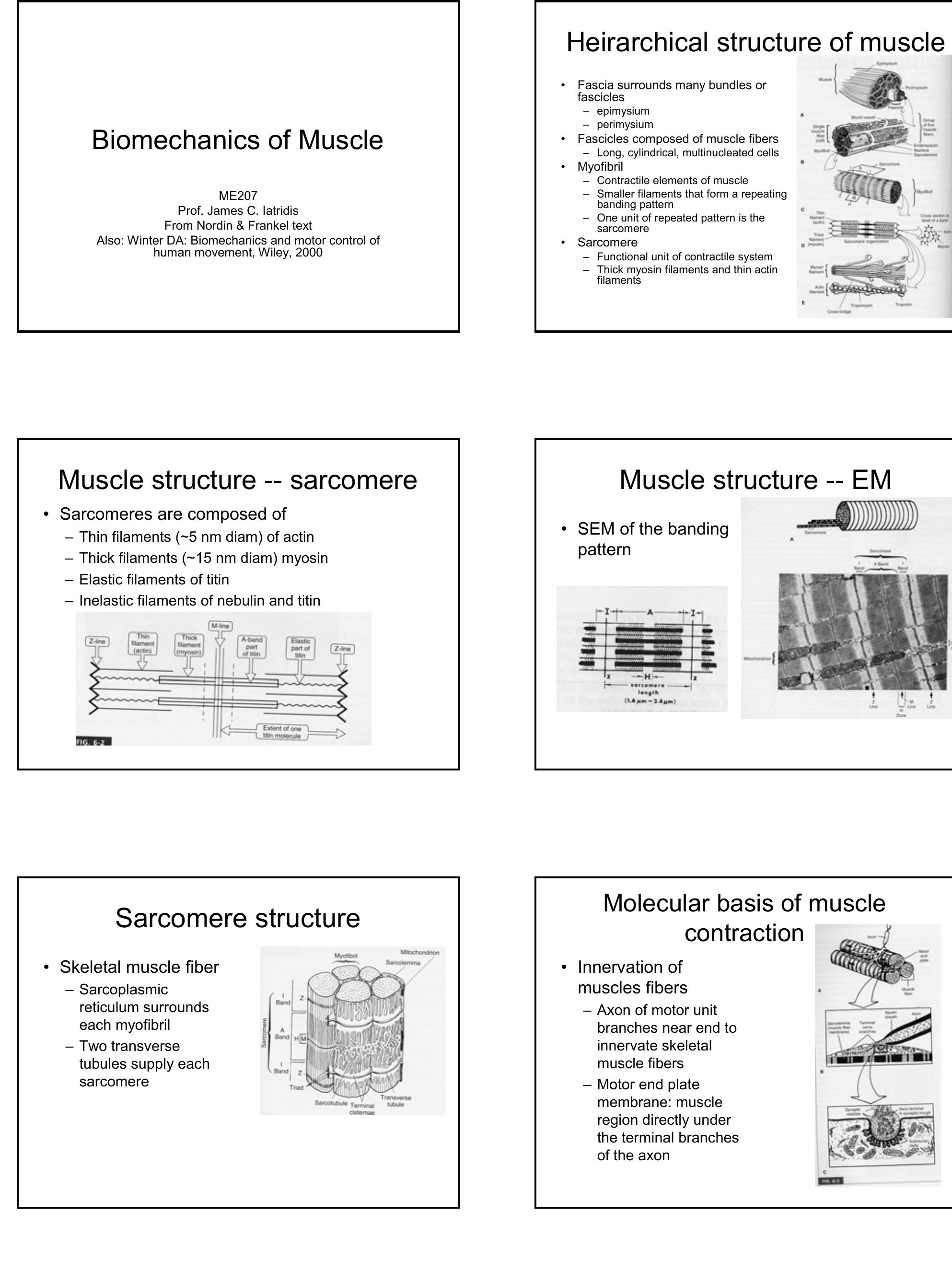 (PDF) Biomechanics of Muscle