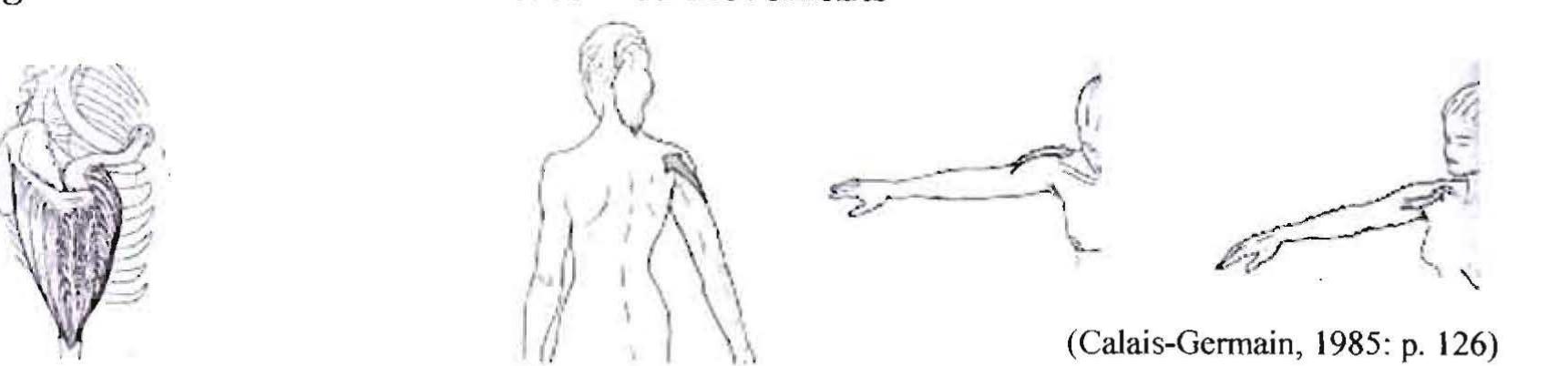 B— pectoralis major (anterior view) and associated movements